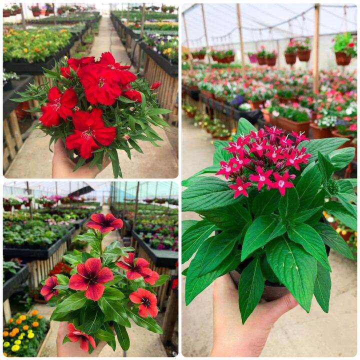 Paket 3 Jenis Tanaman Hias Sudah Berbunga | Vinca + Anyelir + Bunga ...