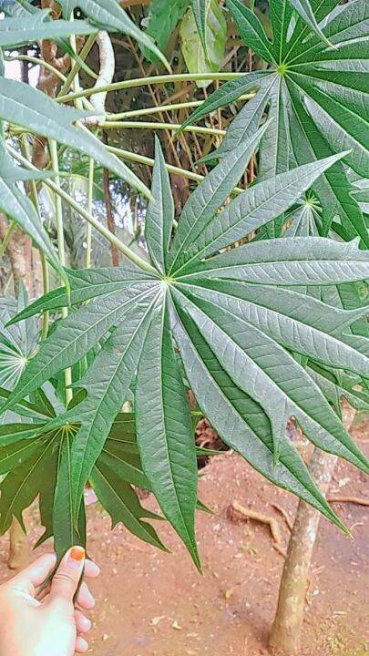 Daun Betadin / Yodium | Lazada Indonesia