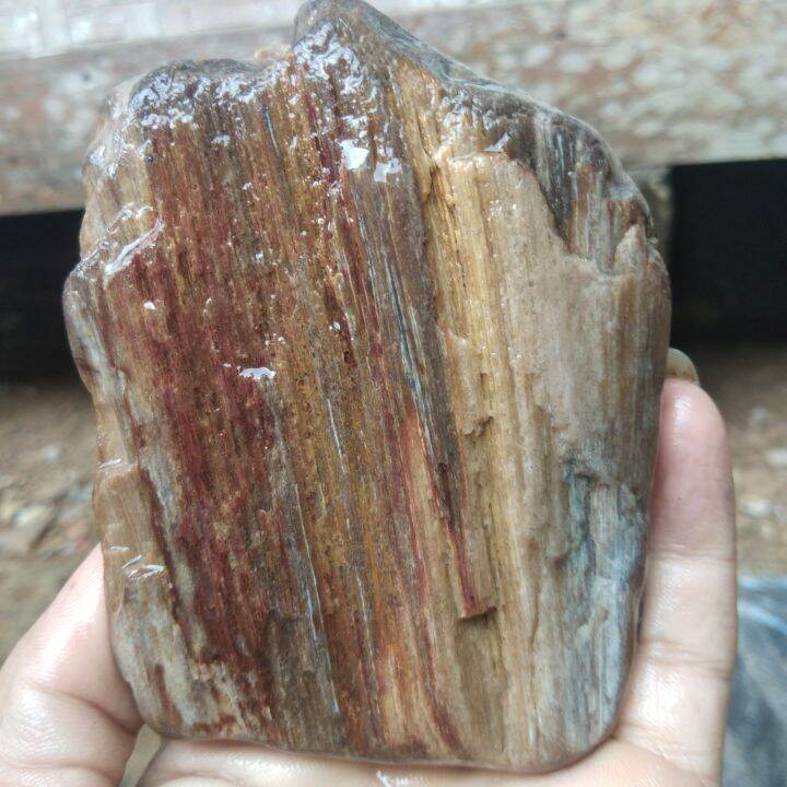 fosil kayu mala | Lazada Indonesia
