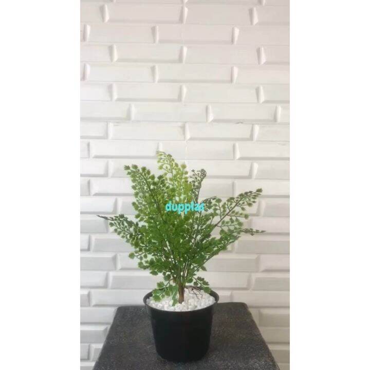 Tanaman Plastik Daun Tapak Ikan Pari X1 Latex Artificial Pot Dasar ...
