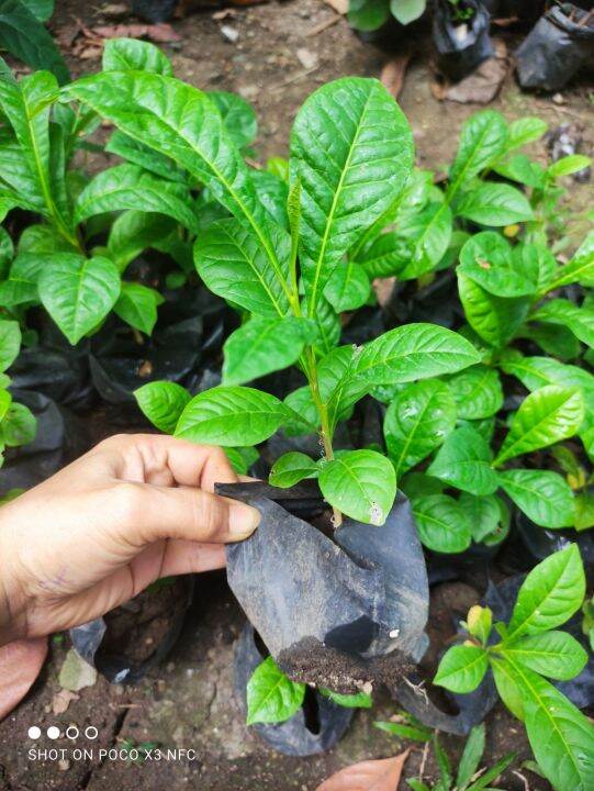 Calabash/ miracle fruit seedling live plant | Lazada PH