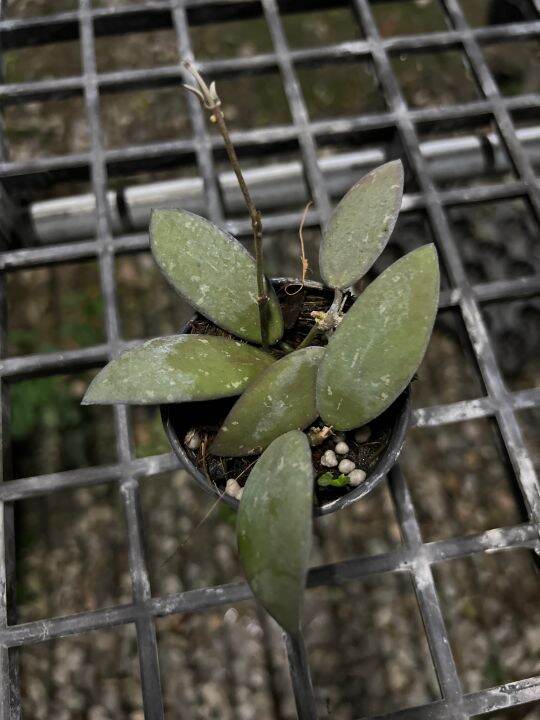 Hoya dragonfly กระถาง 2นิ้ว | Lazada.co.th