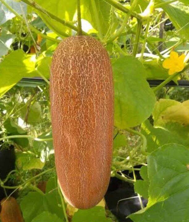 20 BIJI BENIH TIMUN TUA | Lazada