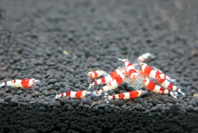 กุ้งเรดบี Red bee chrimp | Lazada.co.th