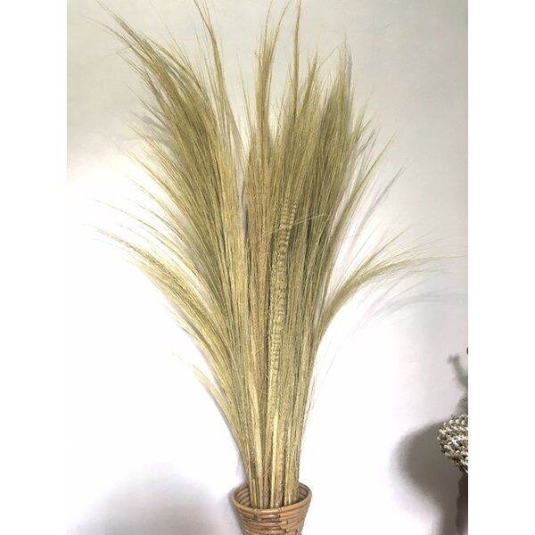 Rayung kering rayung natural Rayung / Bunga kering rayung/ Rayung warna ...