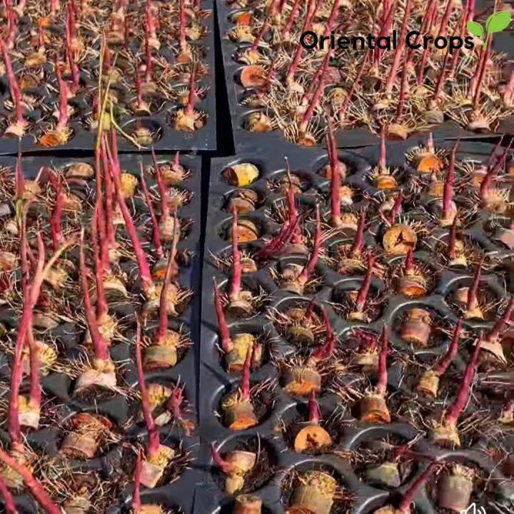 tubo sugarcane 3 bulbs seeds for planting binhi pantanim | Lazada PH