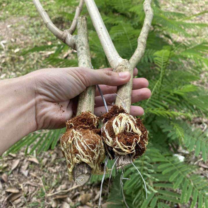 ต้นชะอม 20 ต้น (กิ่งตอนมีรากแล้ว) | Lazada.co.th