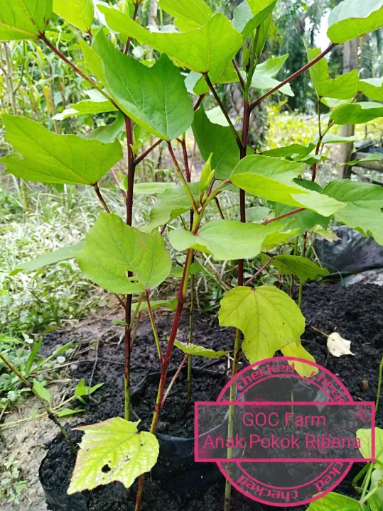 Anak Pokok Ribena/Rosalle | Lazada