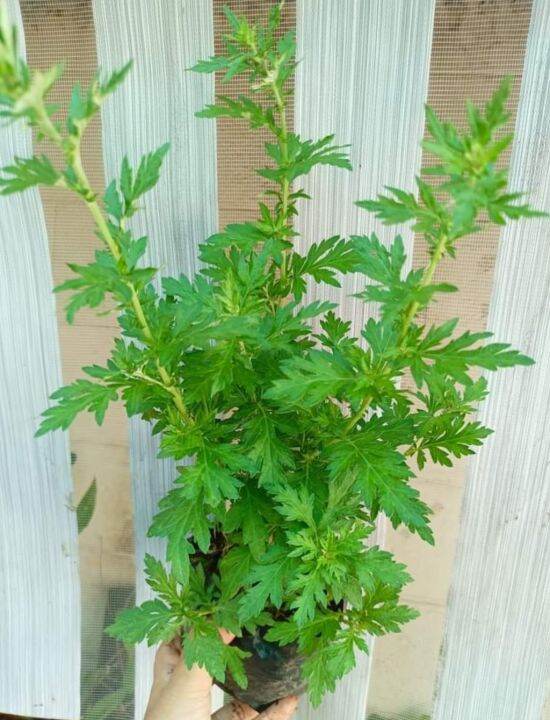 Live Plant Damong Maria Herbal Plant Indoor Plant Outdoor Plant Herb ...