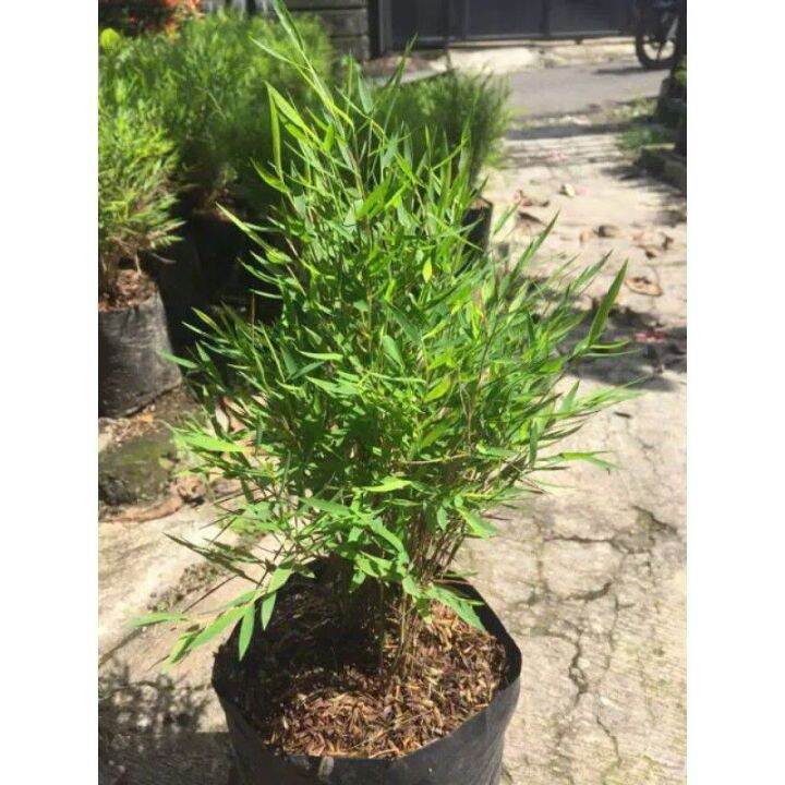 Tanaman hias bambu jepang/ bambu mini micro | Lazada Indonesia