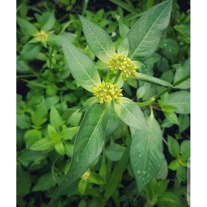 Daun Kate mas atau daun sena /250gr | Lazada Indonesia