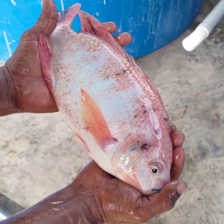 FISH - Red Tilapia / Ikan Tilapia Merah FILLET 红非洲鱼片 (150g-200g/pack) Fresh from farm, Local ...