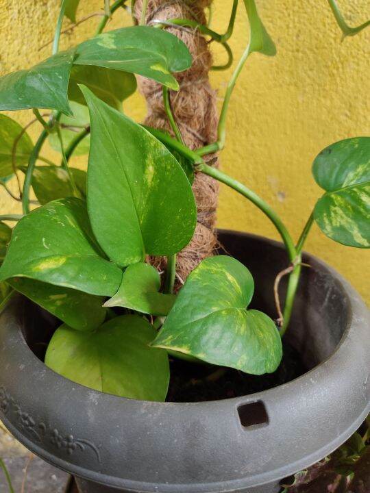 pokok duit-duit/money plant/real plant. | Lazada