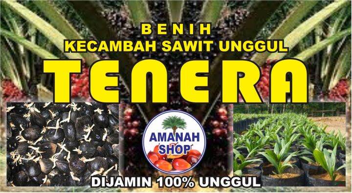 bibit unggul kelapa sawit jenis tenera(polosan) | Lazada Indonesia