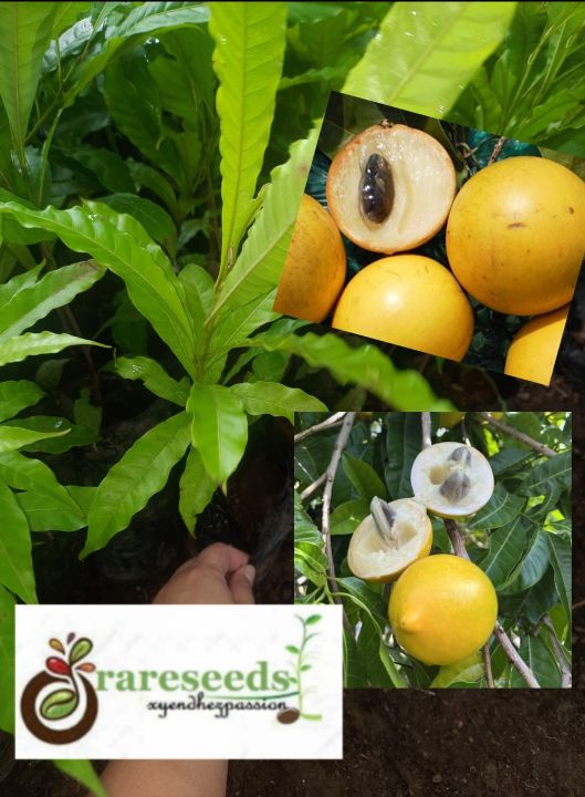 Abiu Golden Caimito /pouteria Caimito | Lazada PH