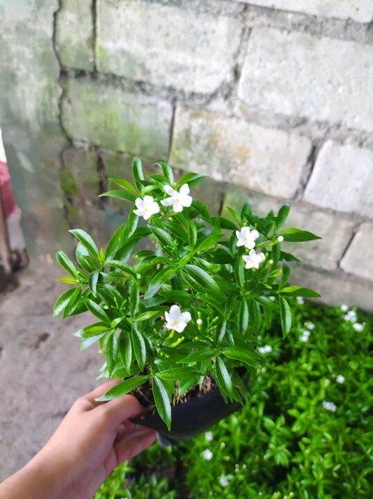 Dwarf pandakaki plants live outdoor plants | Lazada PH