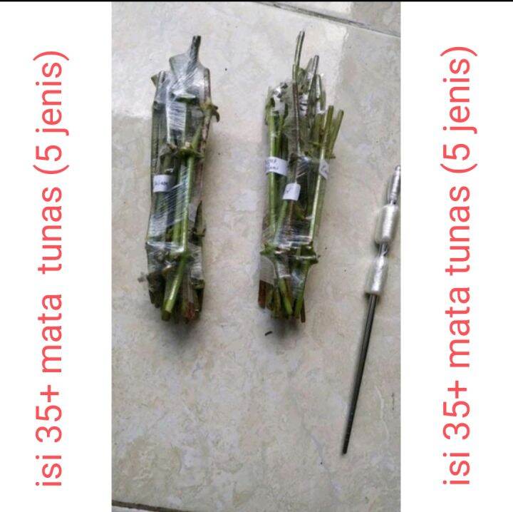 entres anggur import fresh 35 mata up | Lazada Indonesia