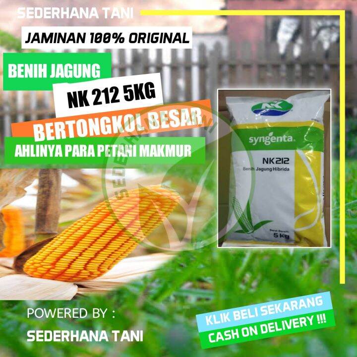 benih jagung hibrida syngenta NK 212 isi 5kg | Lazada Indonesia
