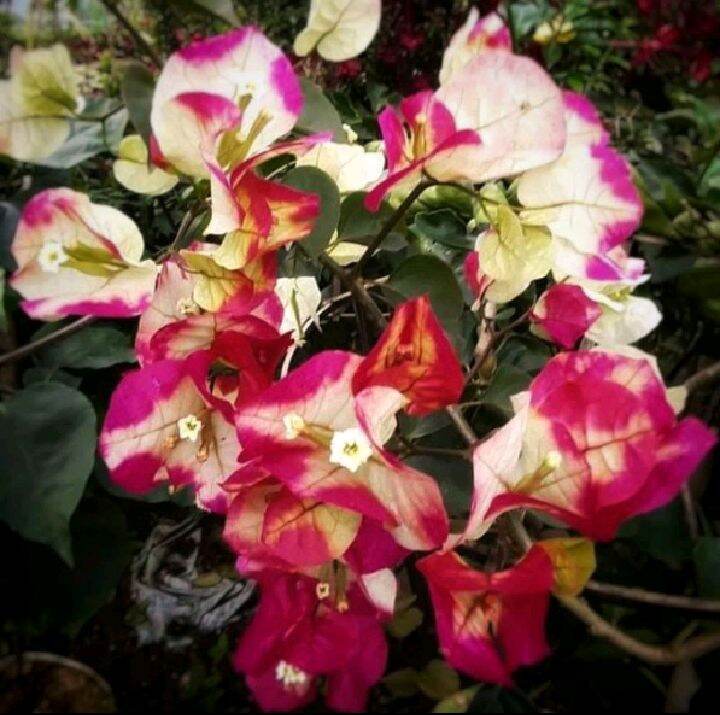 bunga bougenvill citra india orian / tanaman hias | Lazada Indonesia