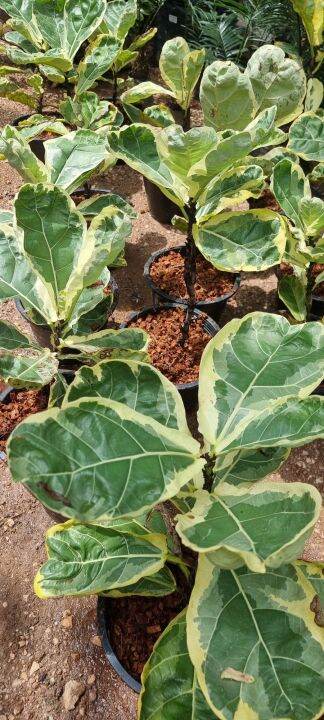 Ficus Iyrata Variegated / Fig Leaves Variegated | Lazada