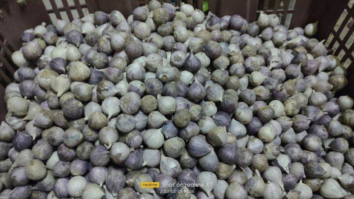 BAWANG PUTIH TUNGGAL THAILAND FRESH SEGUNI 9KG | Lazada