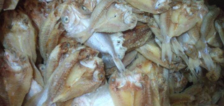 dried Bisugo | Lazada PH