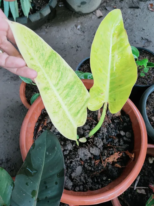 Philodendron Golden Calkins live plants rare! (limited only) | Lazada PH