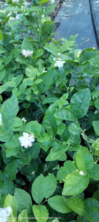 bunga Melur wangi/Melur susun | Lazada