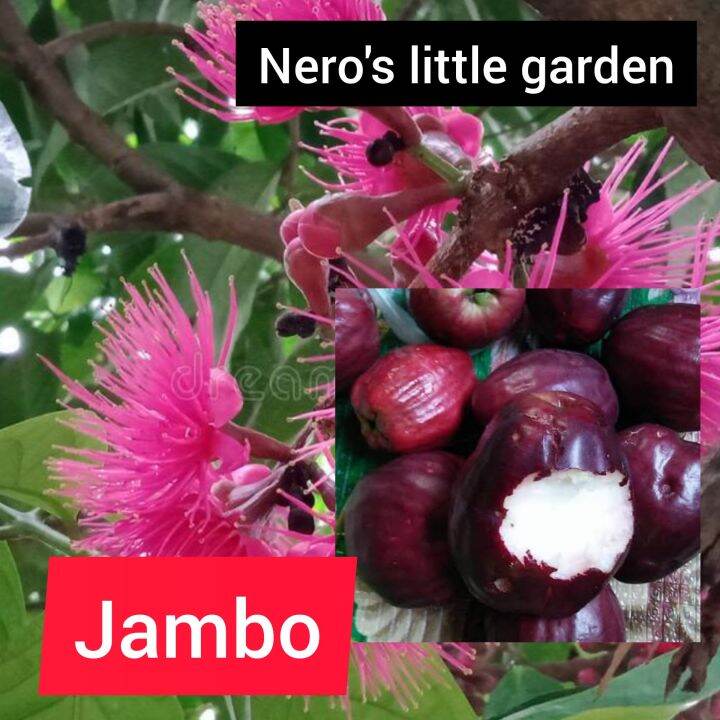 Nero's NLG0000031 yambo | Lazada PH