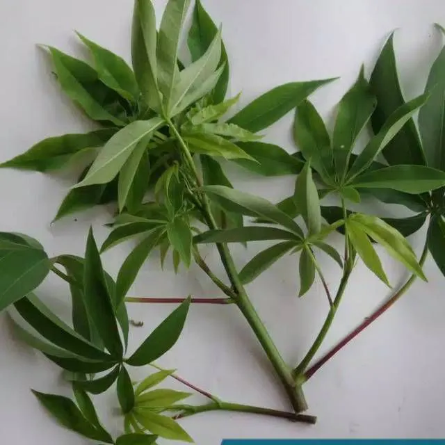 DAUN KAPUK RANDU SEGAR /DAUN KAPUK/DAUN RANDU/1KG | Lazada Indonesia