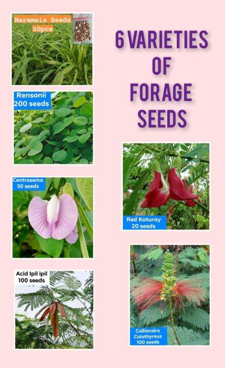 6 varieties OF FORAGE SEEDS Maramais 50 Centrosema 50 seeds Acid Ipil ...