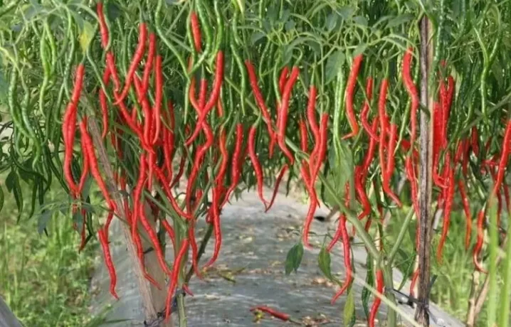 พริกยาวโจลอง 50 เมล็ด | Lazada.co.th