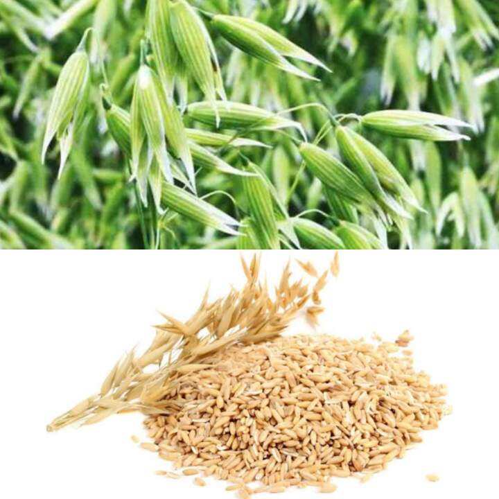 binhi pantanim 100+/- oat seeds outdoor garden plant | Lazada PH