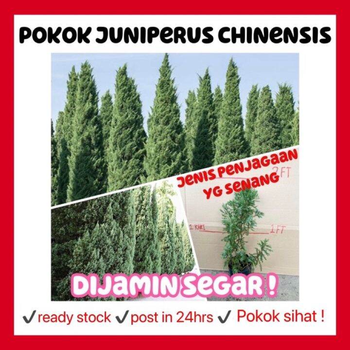 Rina • pokok Juniperus chinensis • Chinese juniper tree tumbuhan hidup ...
