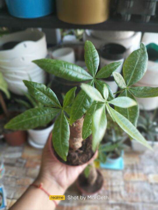 Pachira Aquatica or Dwarf Money Tree Small and Big Size | Lazada PH