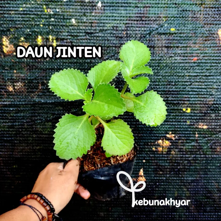 Daun Jinten Tanaman Herbal Daun Jintan Tanaman Obat | Lazada Indonesia