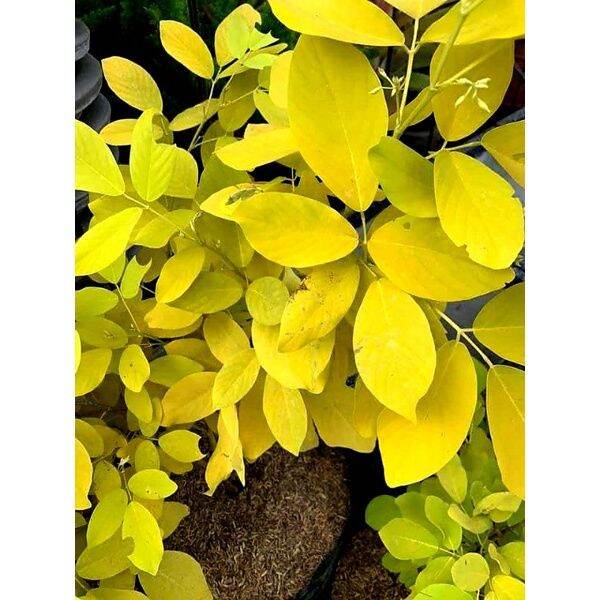 GOLDEN LEGUME / JAPANESE TREE / Clovergreen | Lazada PH