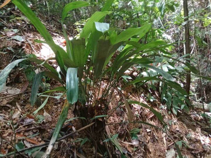pokok serapat kulit / pokok serapat pandan herba wanita dalam polibeg ...