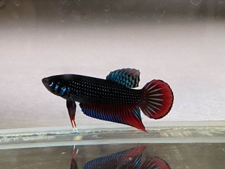 SALE ikan laga imbellis original ikan laga kampung pair | Lazada