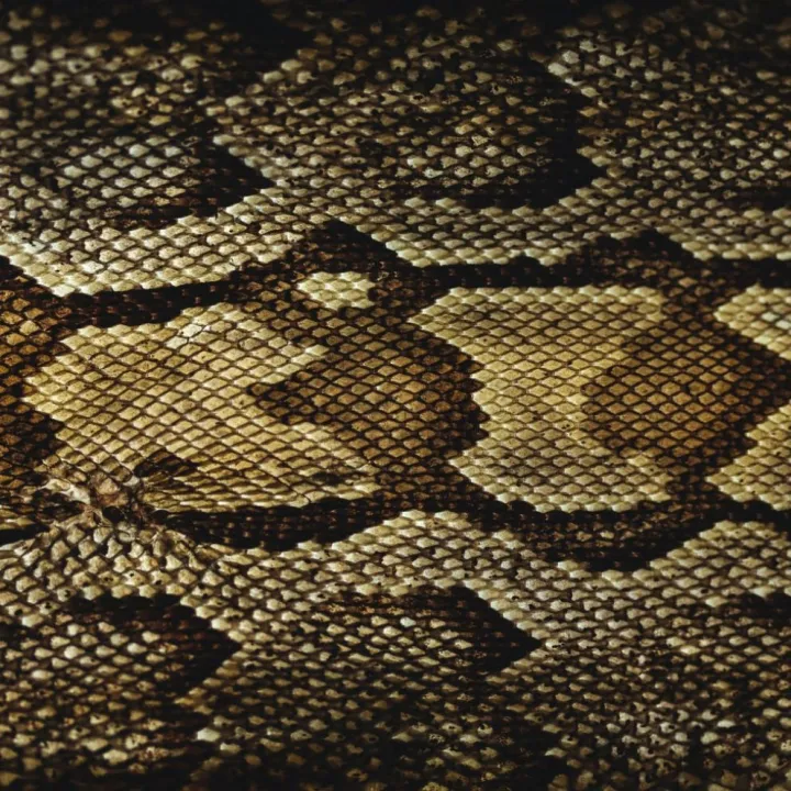 Stiker Camo motif Ular | Lazada Indonesia