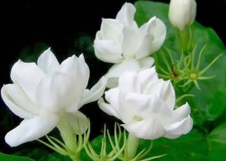 Sampaguita vine Cuttings Pangtanim (5pcs) 5-7inch Approx | Lazada PH