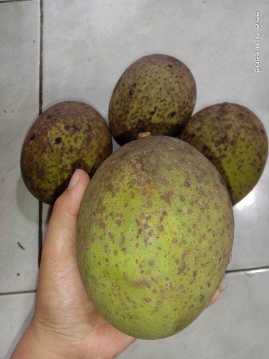BUAH BACANG PAKEL/BUAH LIMUS SEGAR PER 1 KG | Lazada Indonesia