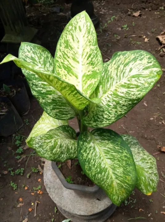 Tanaman Hias Diven Anggun Ayu | Lazada Indonesia