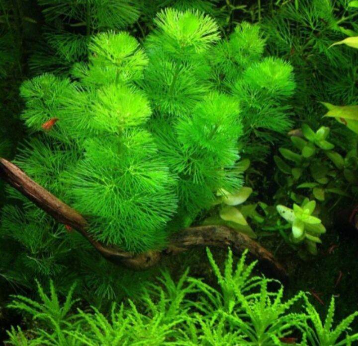 tanaman aquascape kabomba hijau/cabomba Greand per 15 batang | Lazada ...