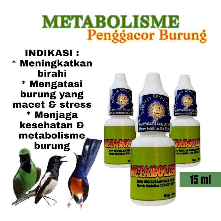 Metabolis Metabolisme Penggacor burung mengatasi burung macet bunyi ...