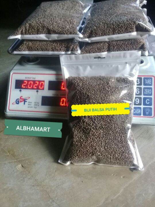 benih [ biji bibit kayu balsa putih super | Lazada Indonesia