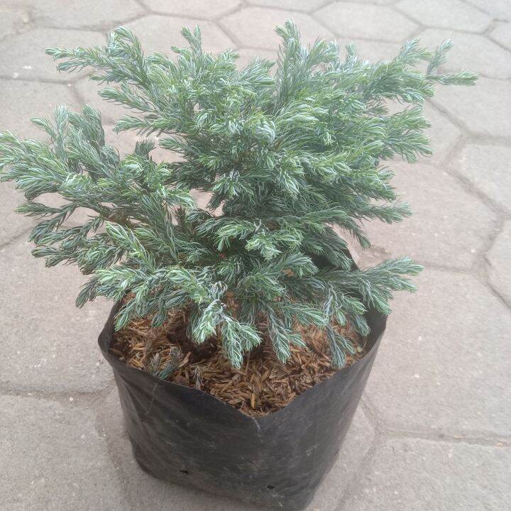 Tanaman Cemara Perak Biru/ Juniperus Squamata Blue Star | Lazada Indonesia