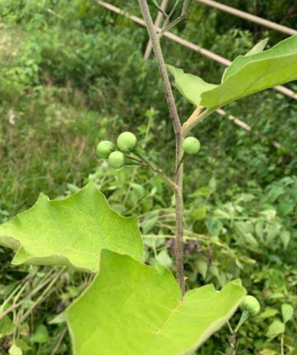 talong talungan live plant | Lazada PH