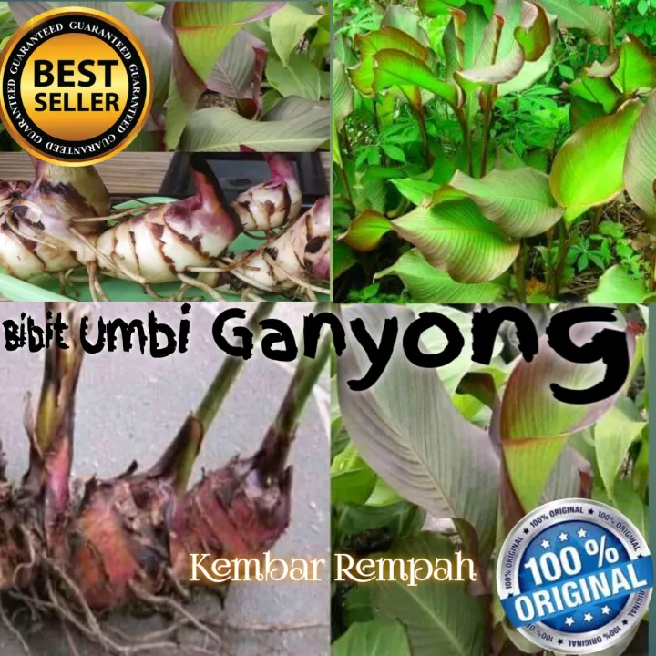 Bibit umbi ganyong (tanaman langka) per 10 tanaman | Lazada Indonesia