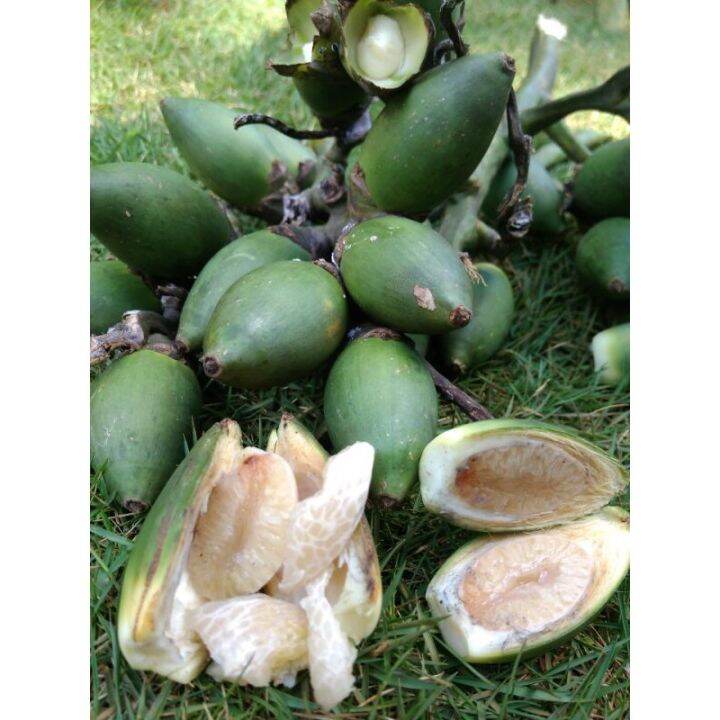 Buah Pinang Muda 500 gram,buah Jambe muda | Lazada Indonesia
